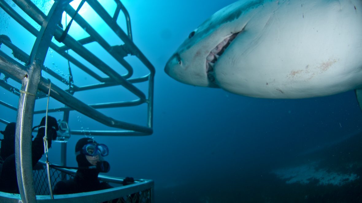 How a shark attack led to the start of modern cage diving | Adventure.com