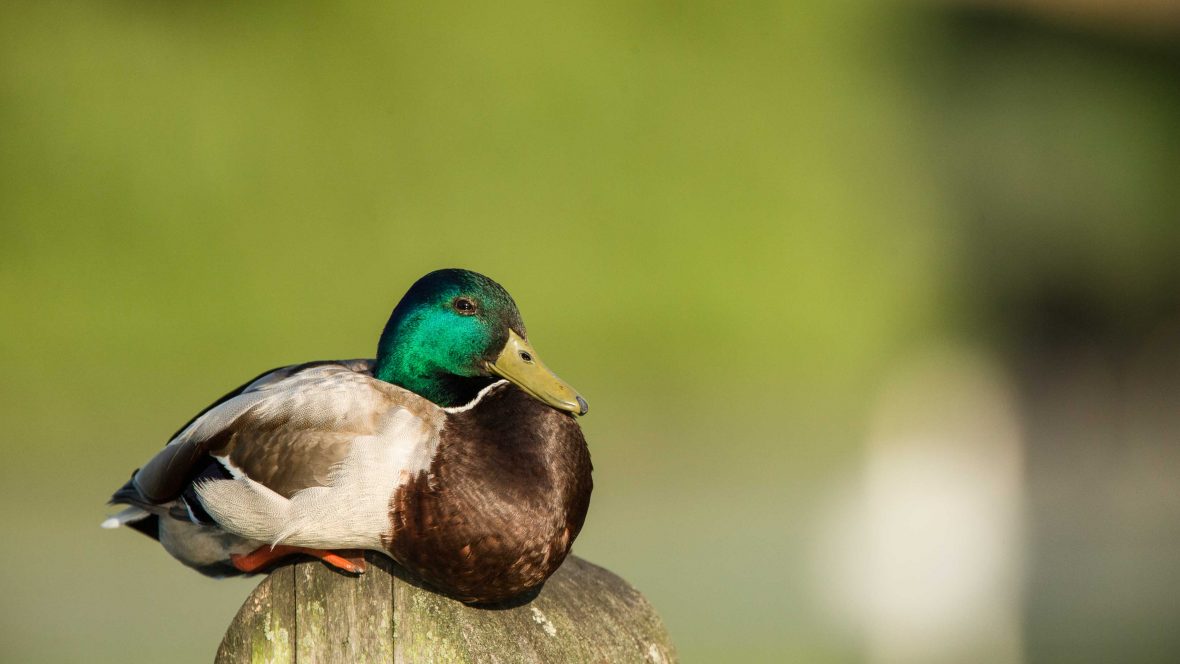 London: The world’s first National Park City | Adventure.com