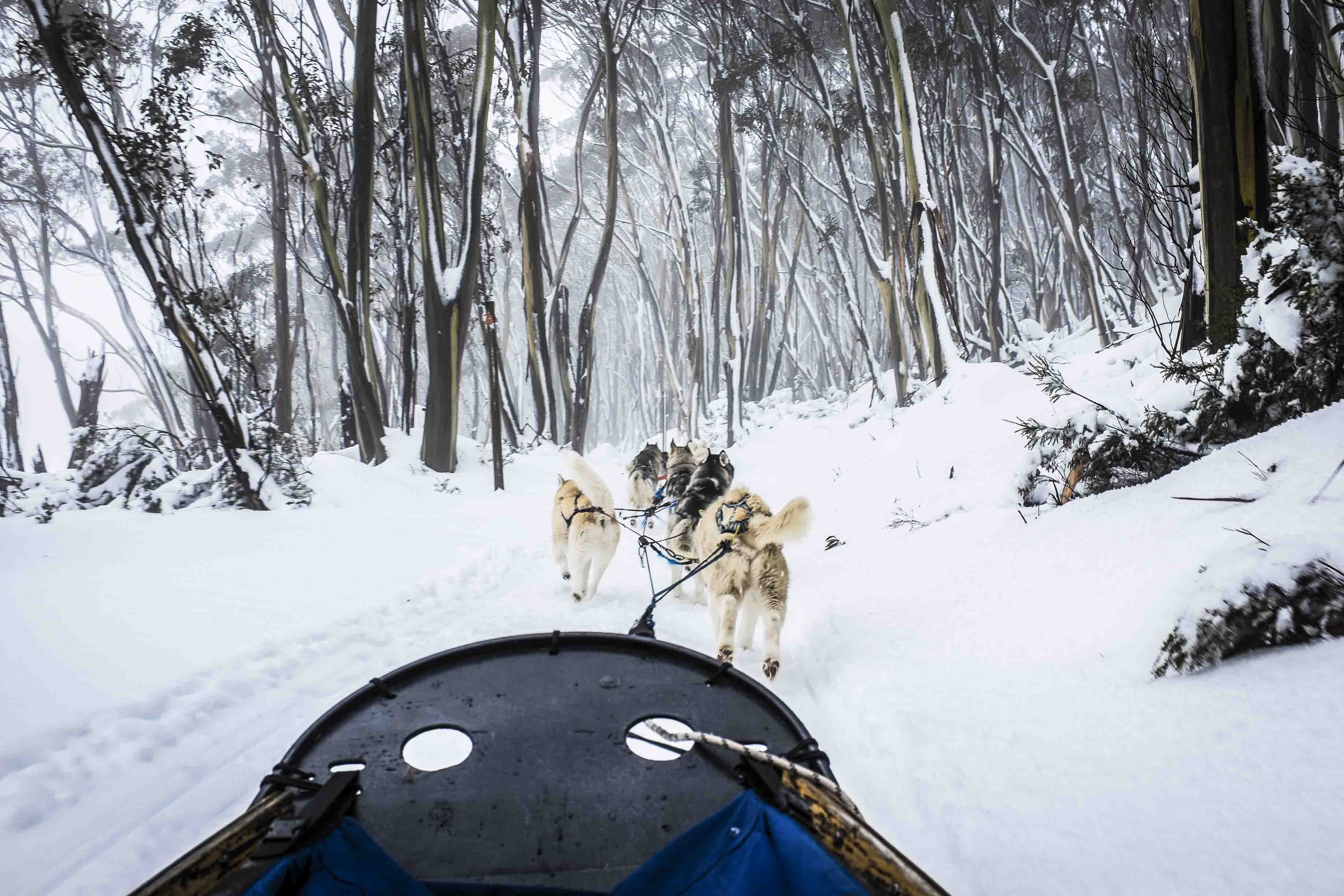 Forget the Arctic, how about husky sledding in Australia? | Adventure.com