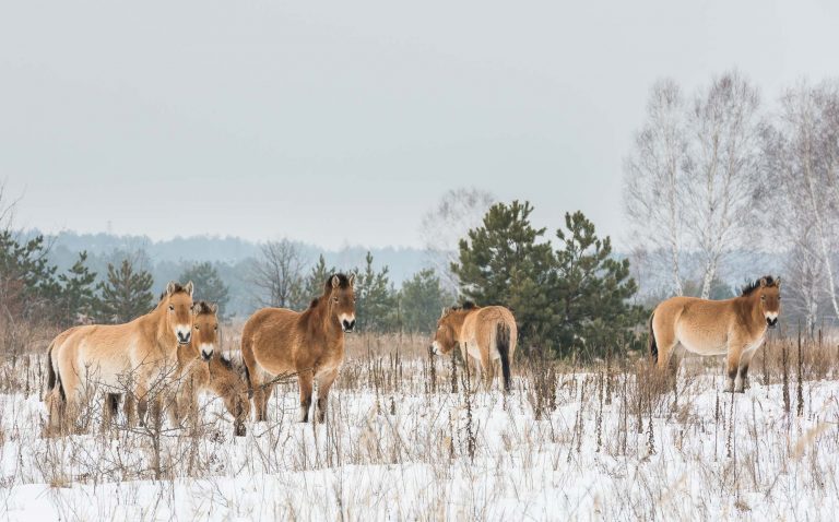 Life inside the Chernobyl Exclusion Zone | Adventure.com