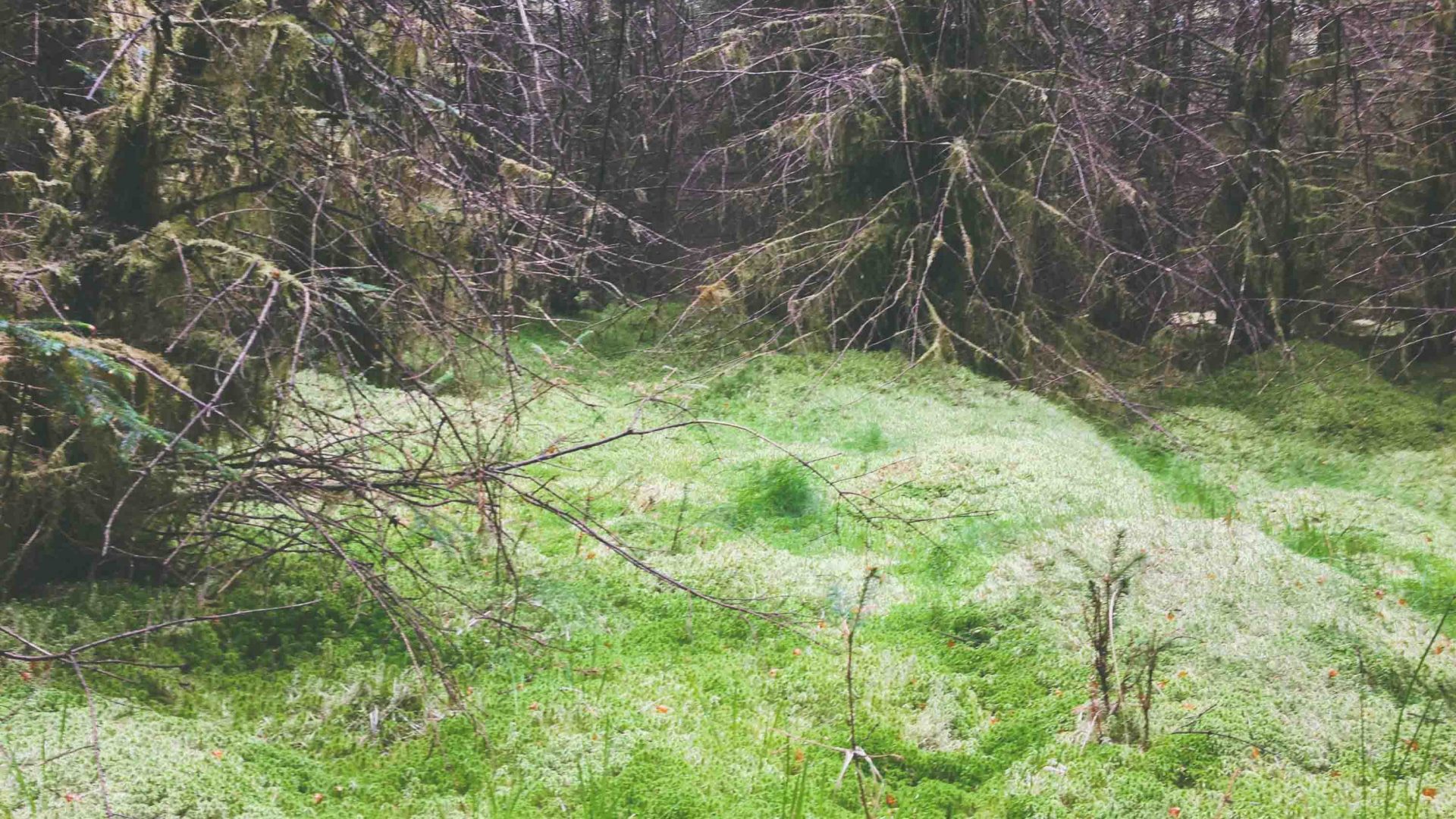 Kielder Mires: Is this England’s quietest spot? | Adventure.com