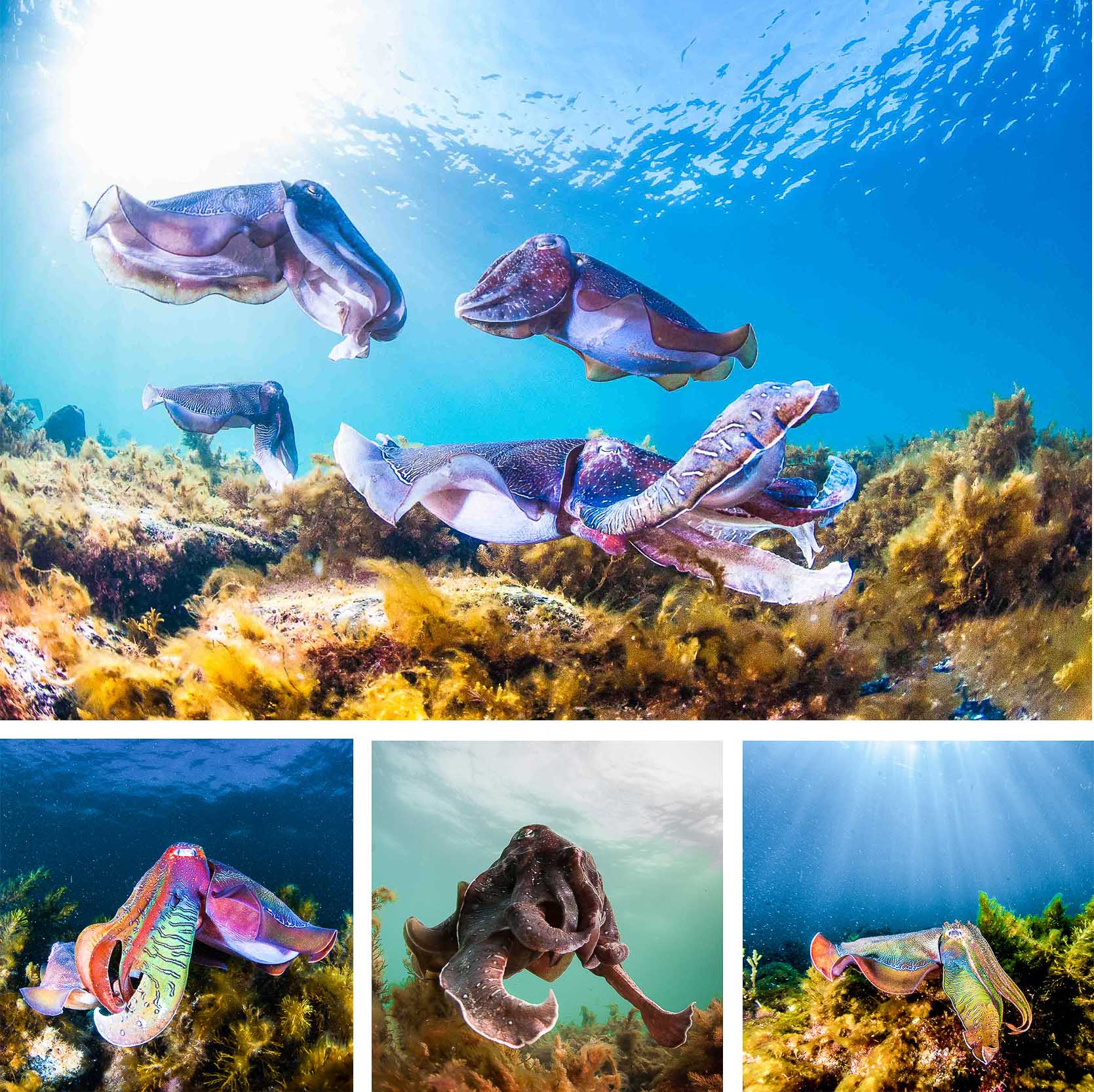 What's it like to swim into the world's weirdest underwater orgy ...