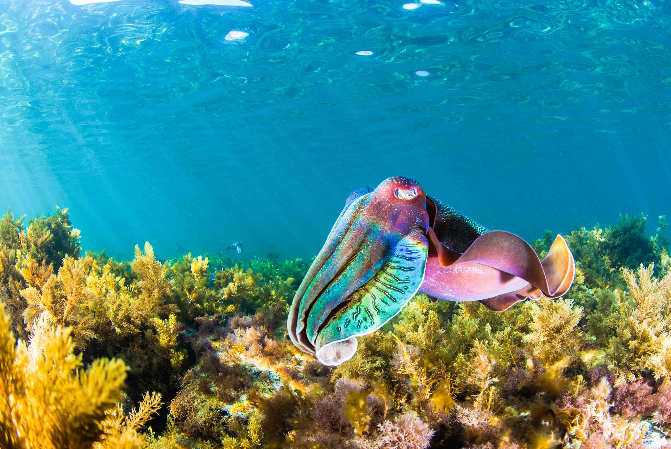What's it like to swim into the world's weirdest underwater orgy ...