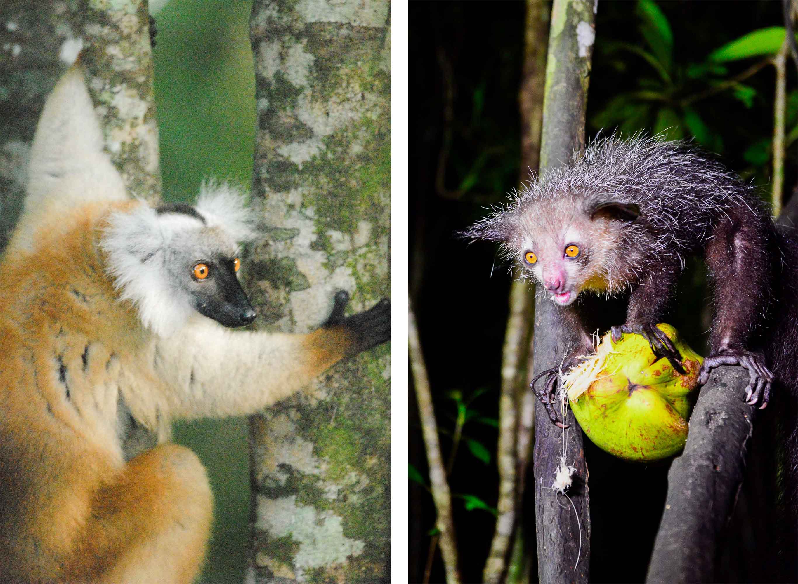 In search of Madagascar’s creepy, cute, elusive aye-aye | Adventure.com