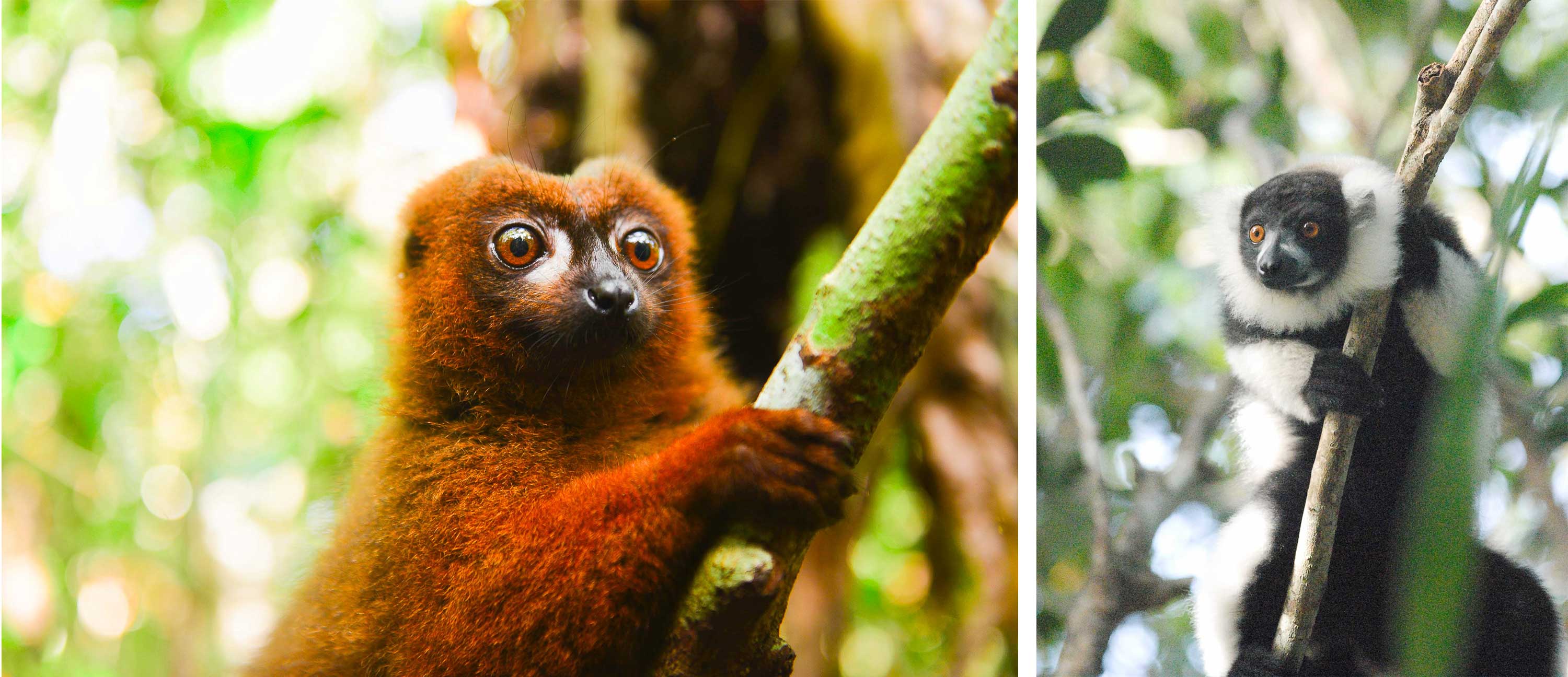 In search of Madagascar’s creepy, cute, elusive aye-aye | Adventure.com
