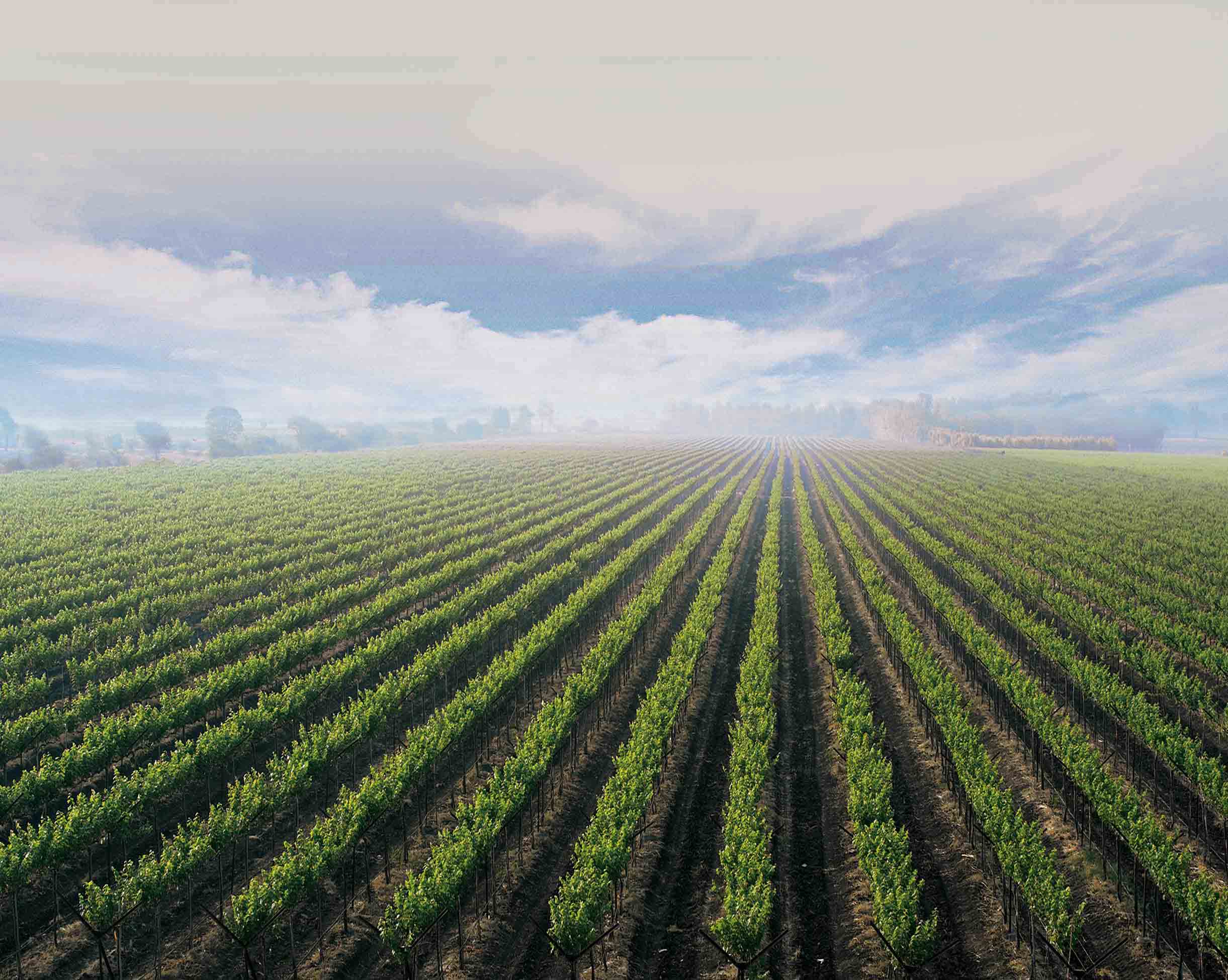 Grape expectations: Inside India’s blossoming wine region | Adventure.com