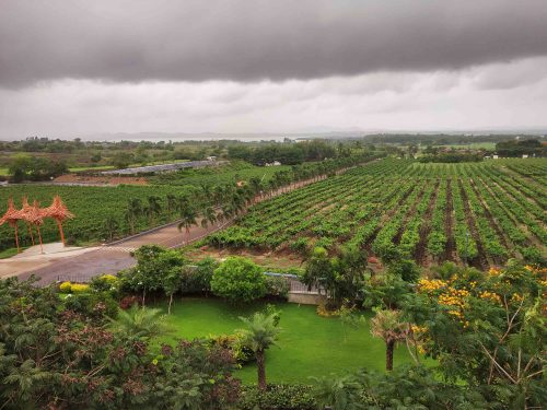 Grape expectations: Inside India’s blossoming wine region | Adventure.com