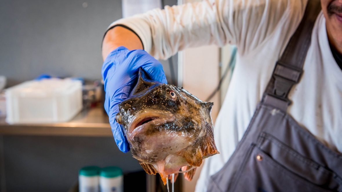 Seal soup for dinner? Get to know Greenland's Inuit cuisine | Adventure.com