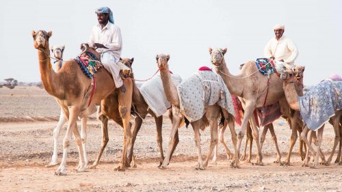 A beginner’s guide to the art of shopping for a camel | Adventure.com