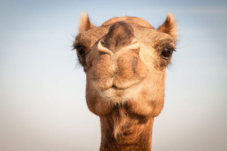 A beginner’s guide to the art of shopping for a camel | Adventure.com