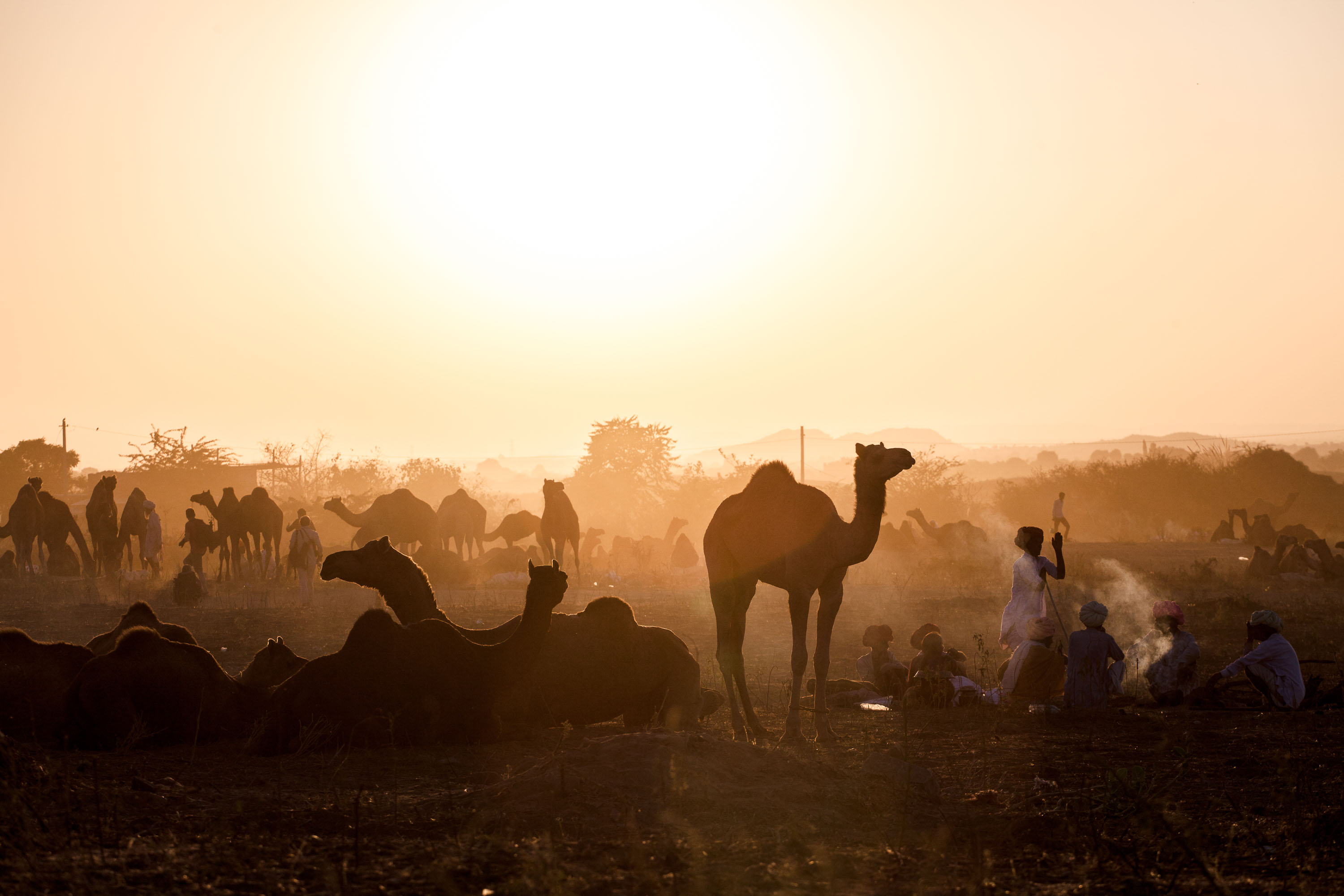 Inside India's surreal Pushkar Camel Fair | Adventure.com