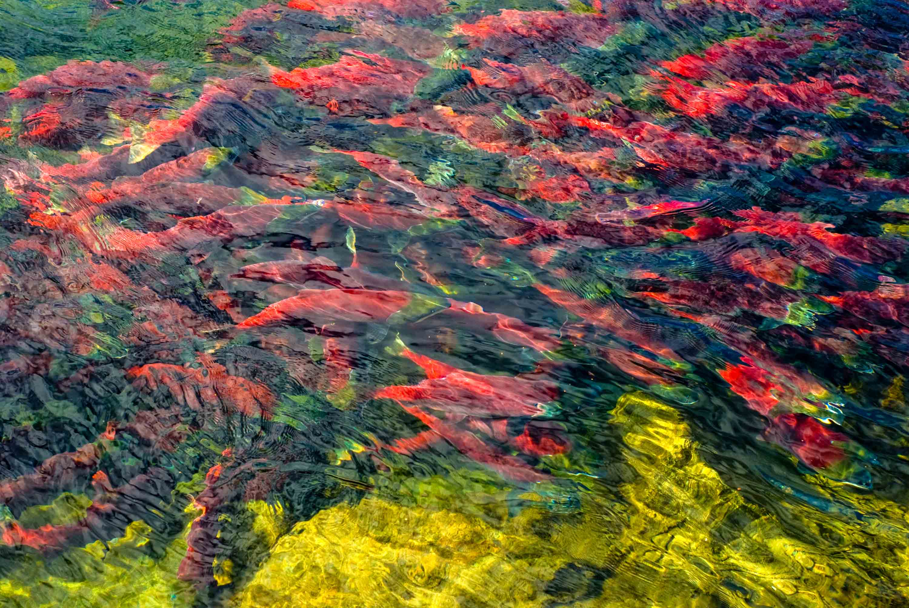 British Columbia's sockeye bizarre, beautiful salmon run | Adventure.com