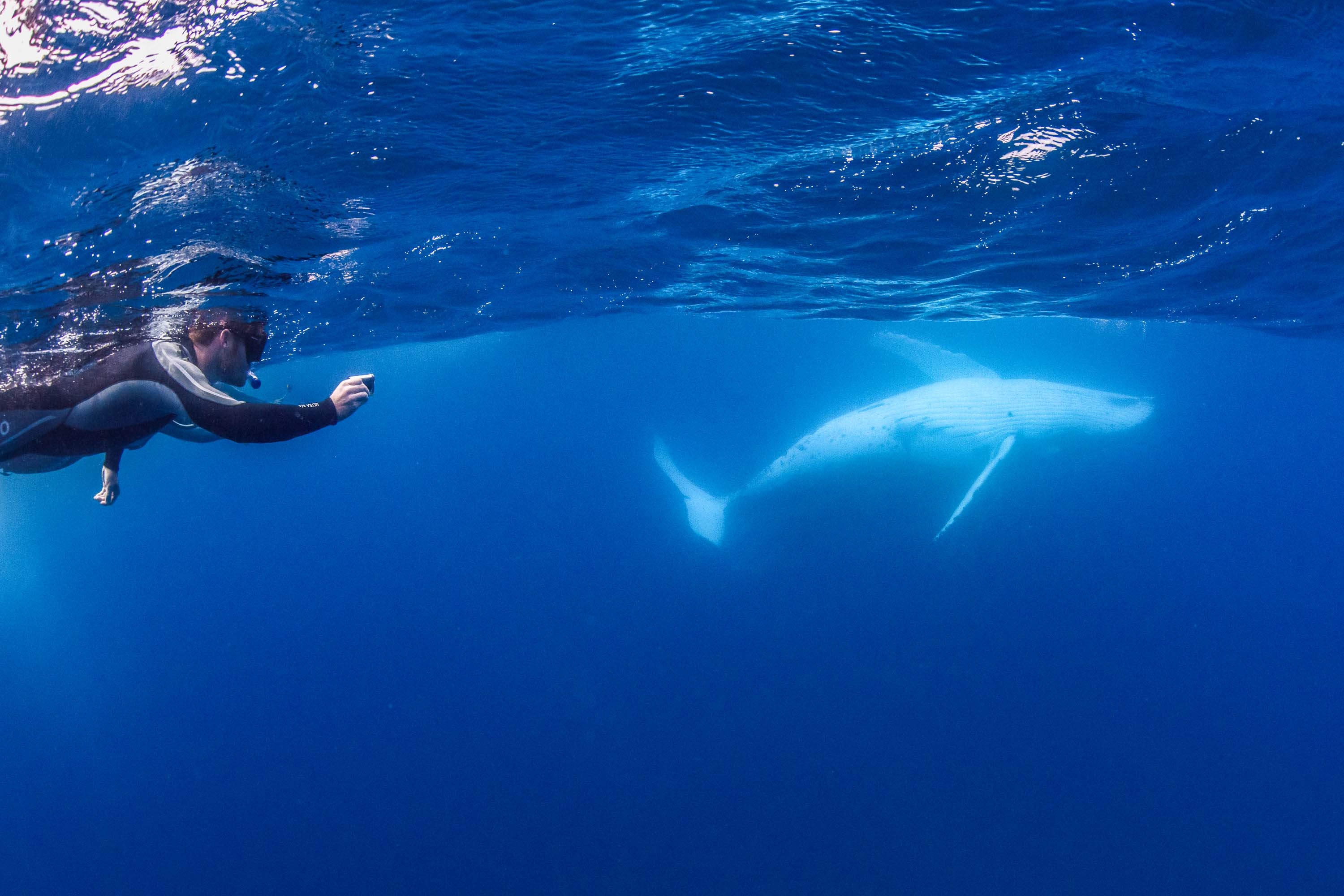 How tour operators are helping whale conservation efforts | Adventure.com