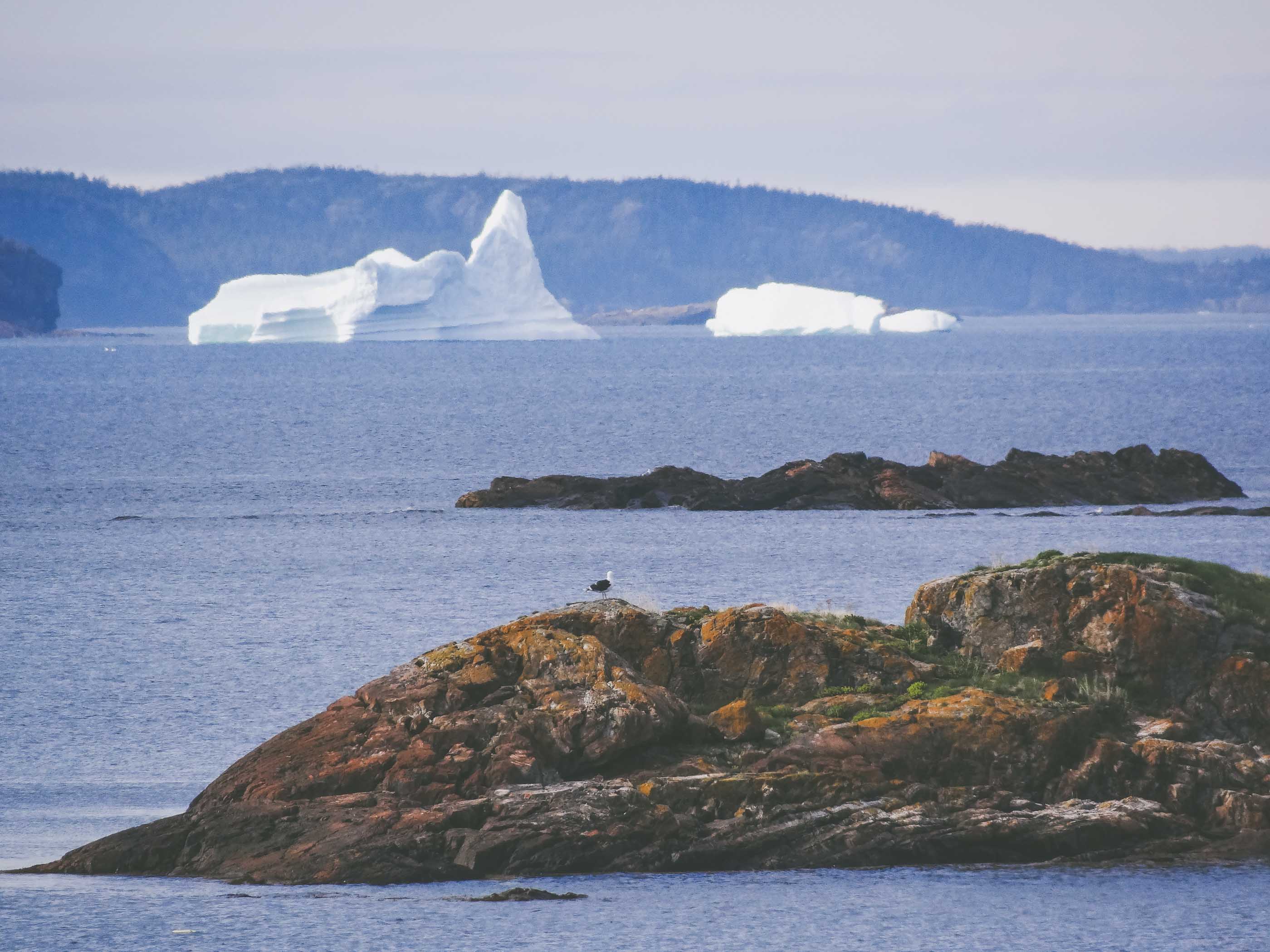 Newfoundland and the world’s biggest iceberg parade | Adventure.com