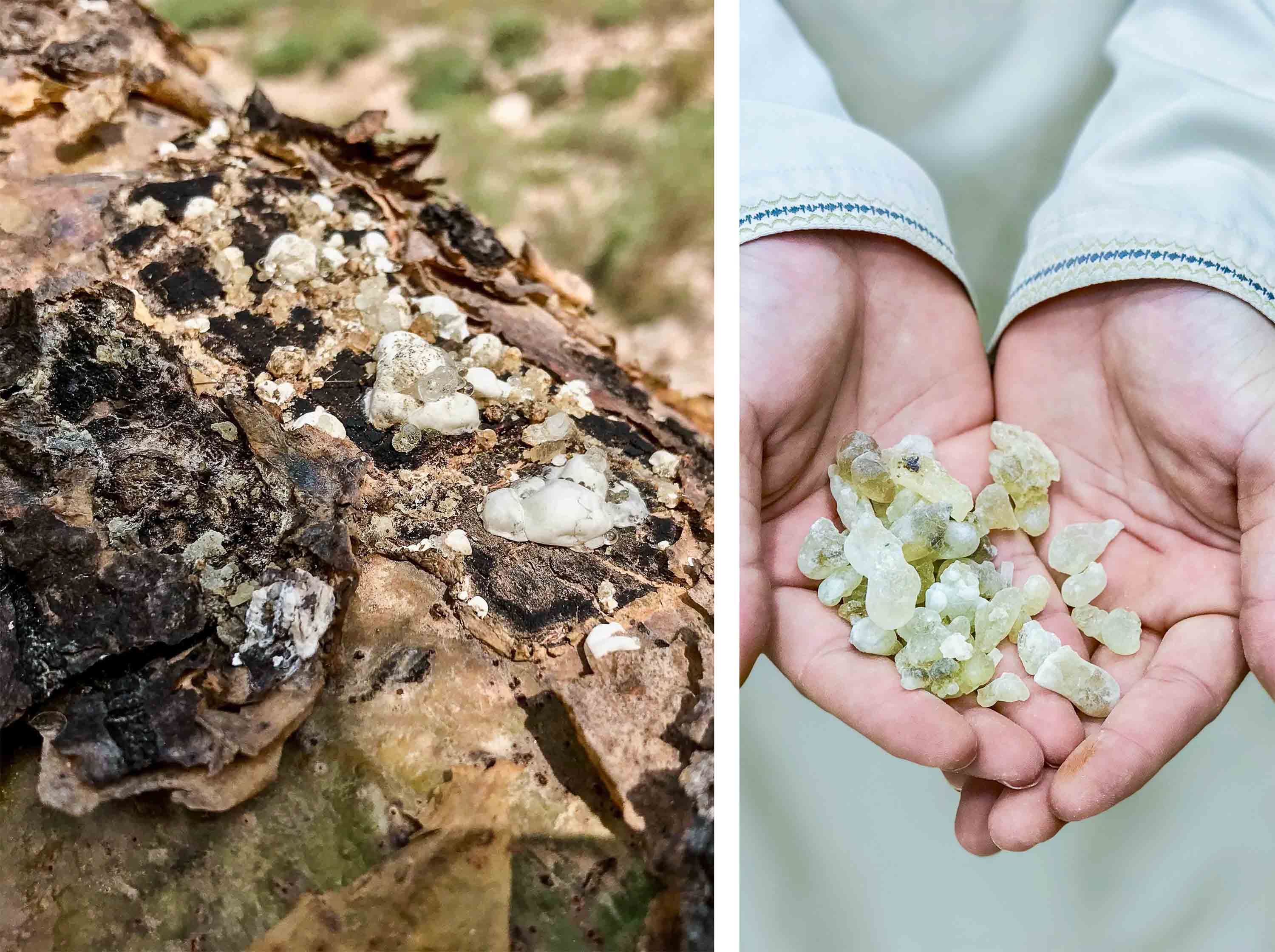Oman’s ‘white gold’: Sniffing out the Incense Route | Adventure.com