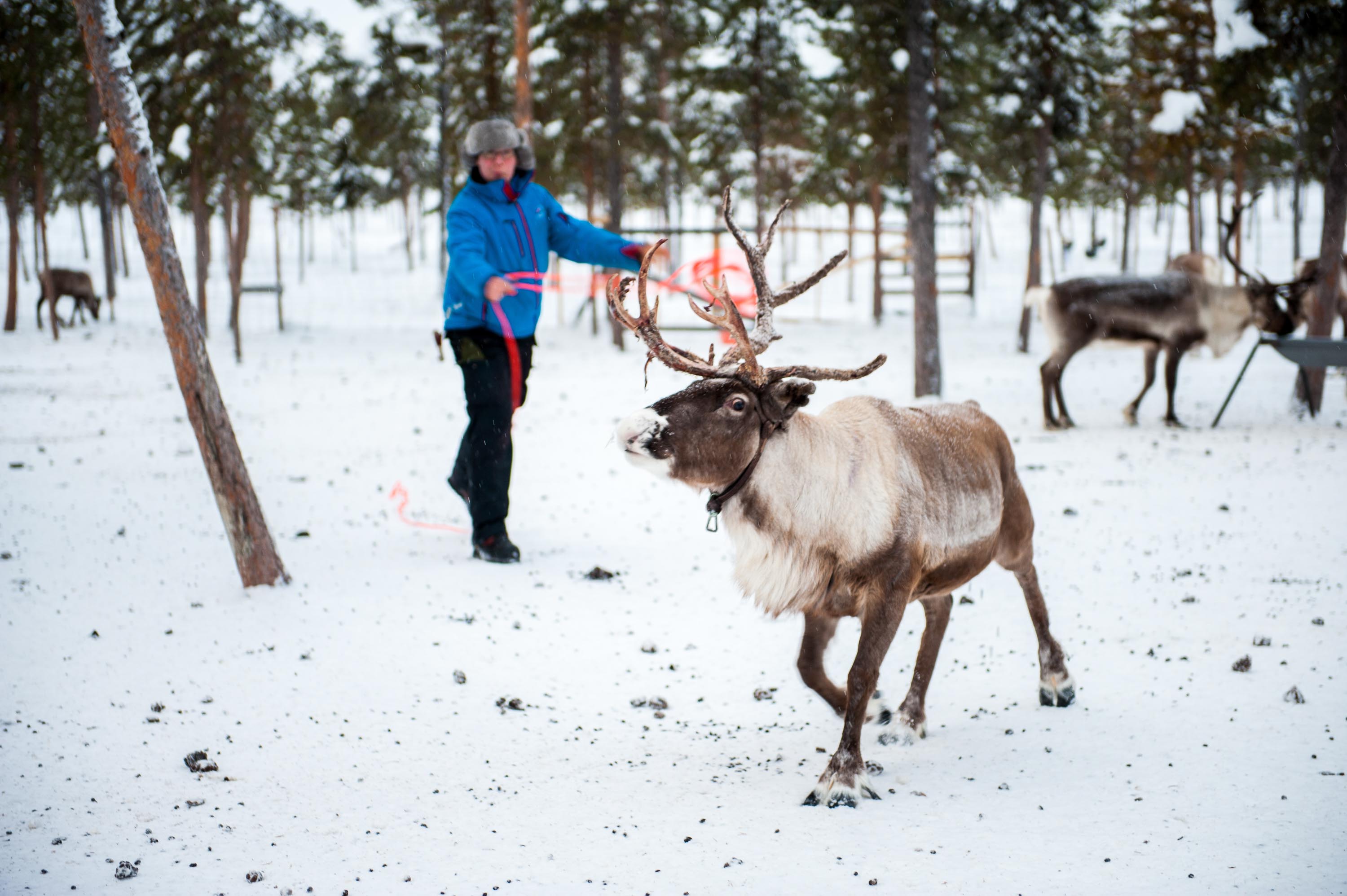 In photos: Sweden's incredible reindeer herders | Adventure.com