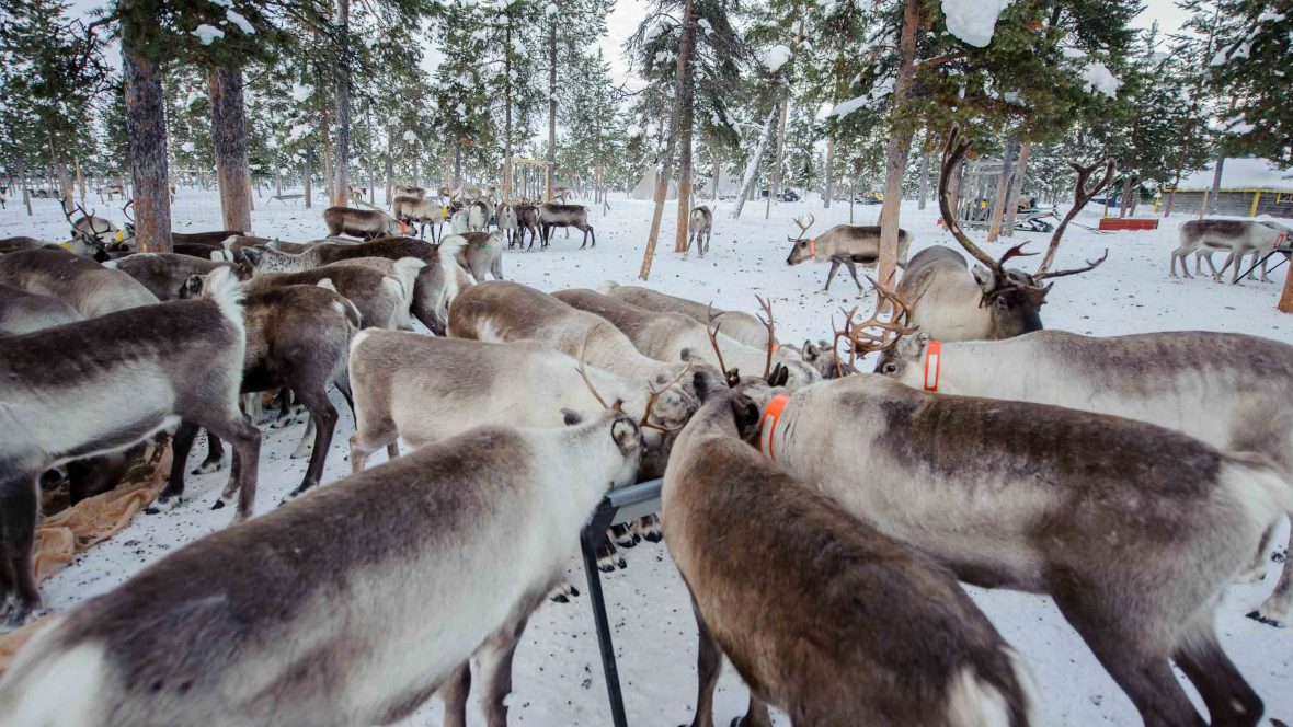 In photos: Sweden's incredible reindeer herders | Adventure.com