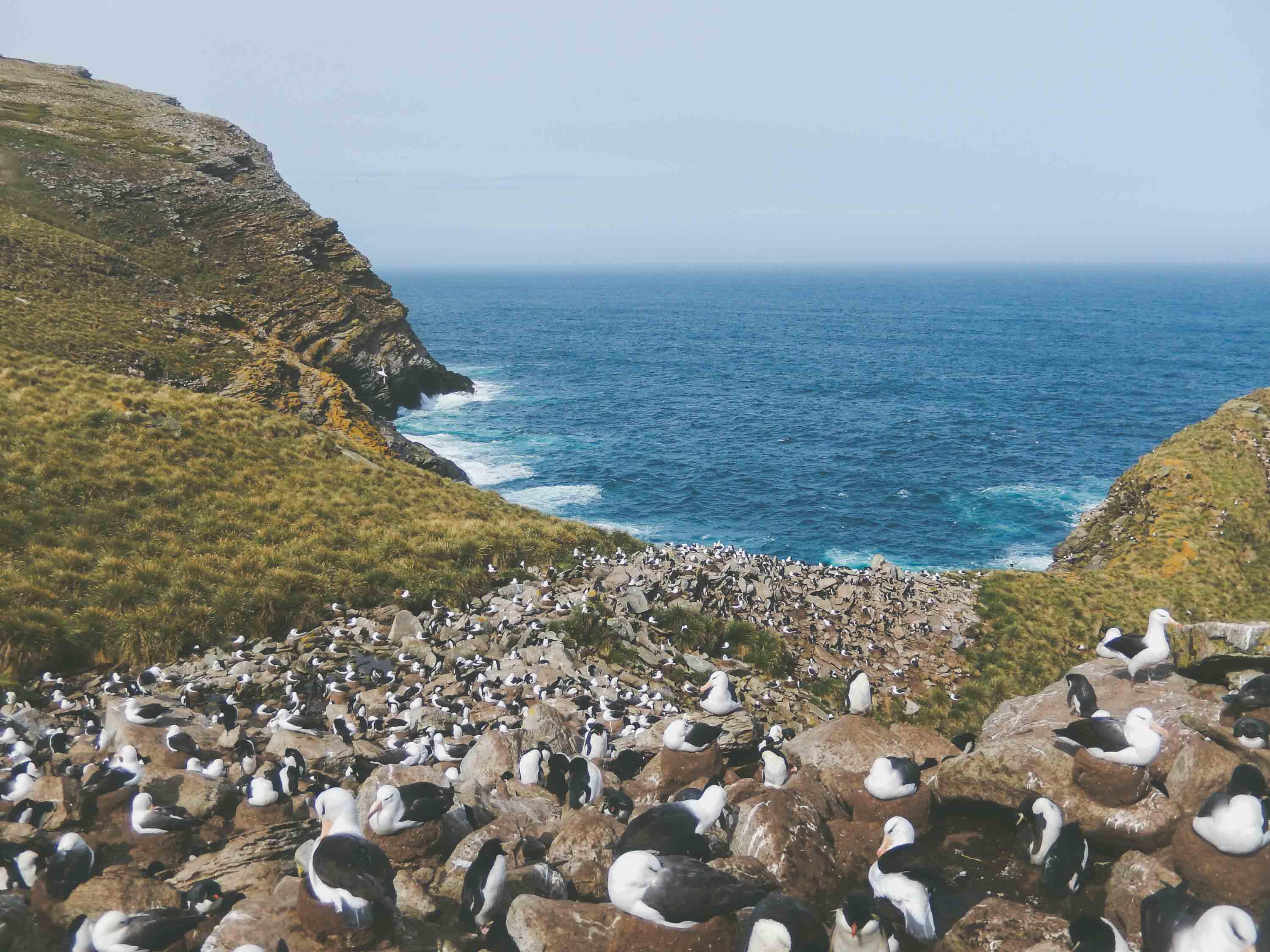 War to wildlife: Why you should visit the Falkland Islands | Adventure.com