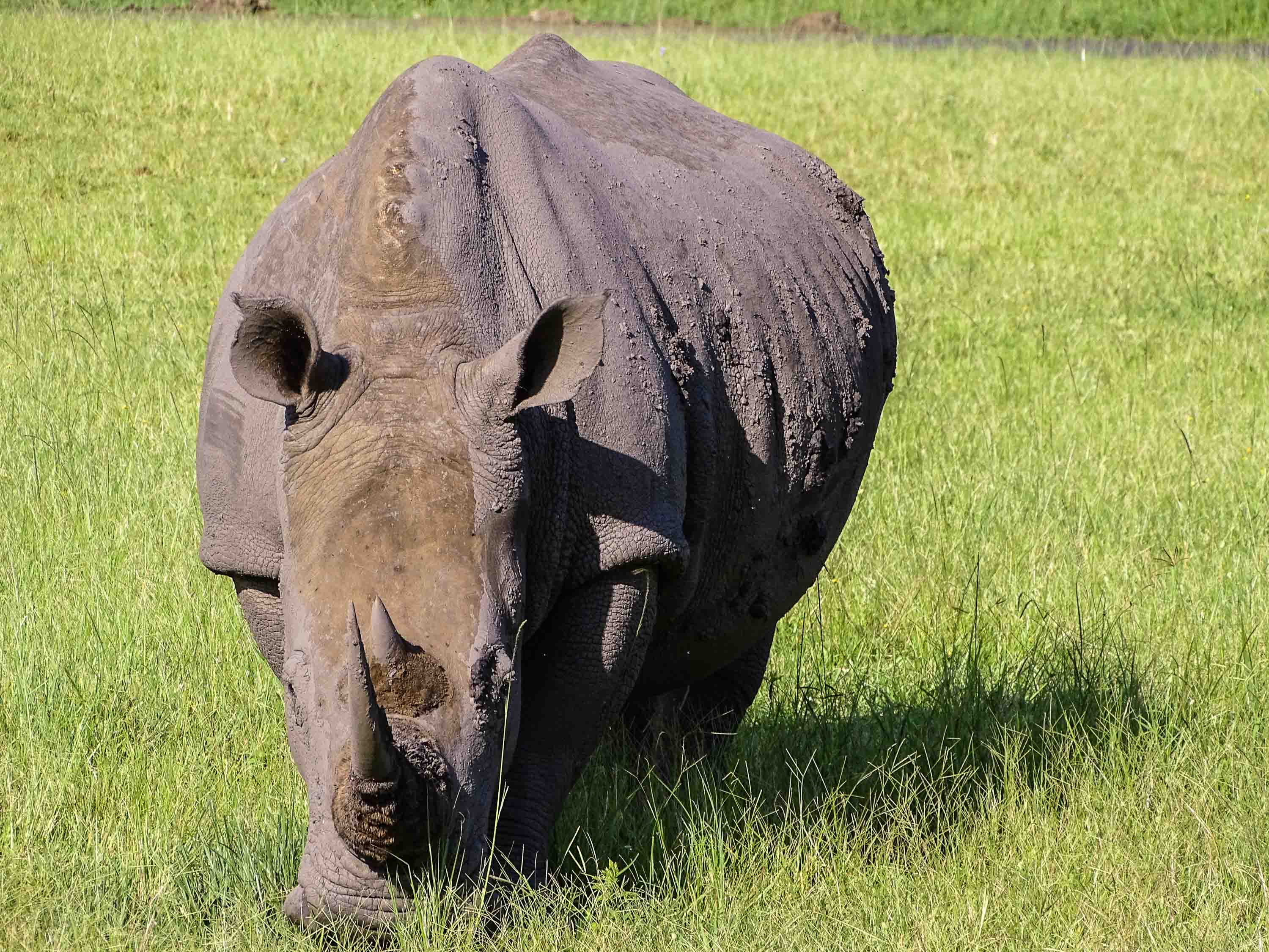 Inside the complex world of rhino conservation | Adventure.com