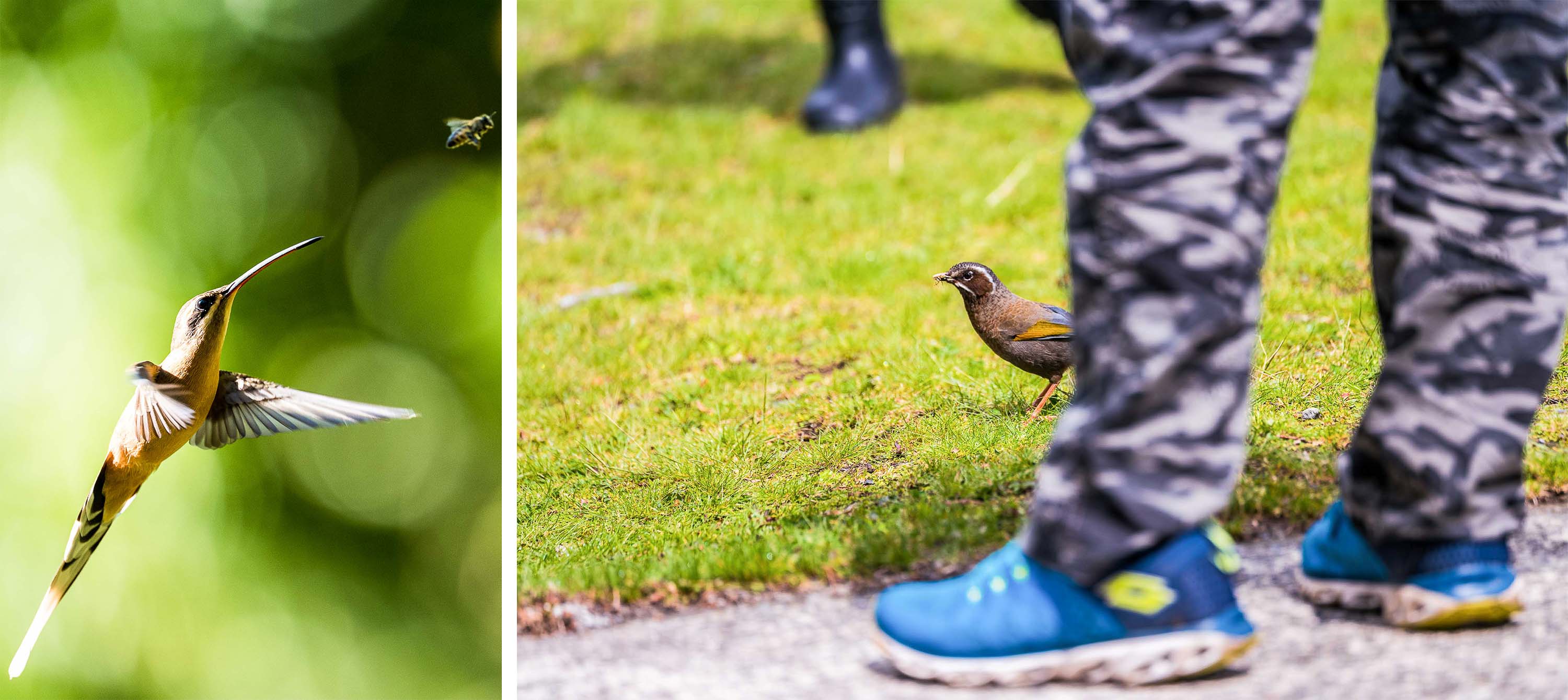 Birdwatching? Start in the city, says the Urban Birder | Adventure.com