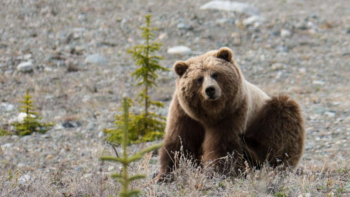 Travel in the Yukon: An escape from 21st-century life | Adventure.com