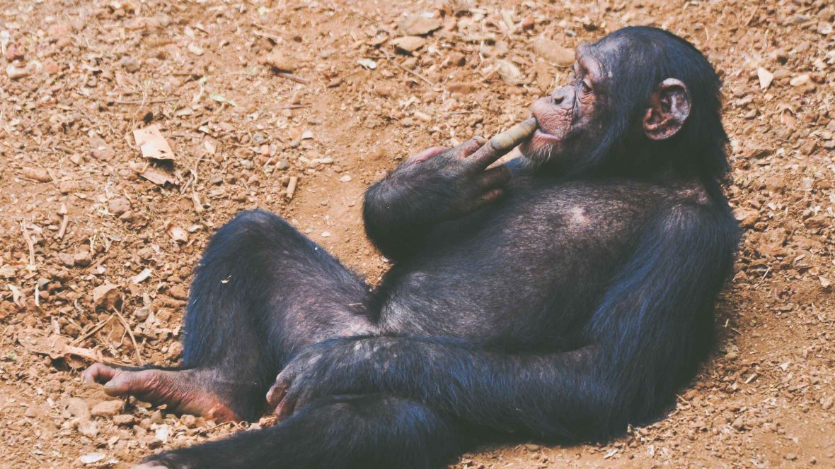 How the chimp became the face of Sierra Leone tourism | Adventure.com