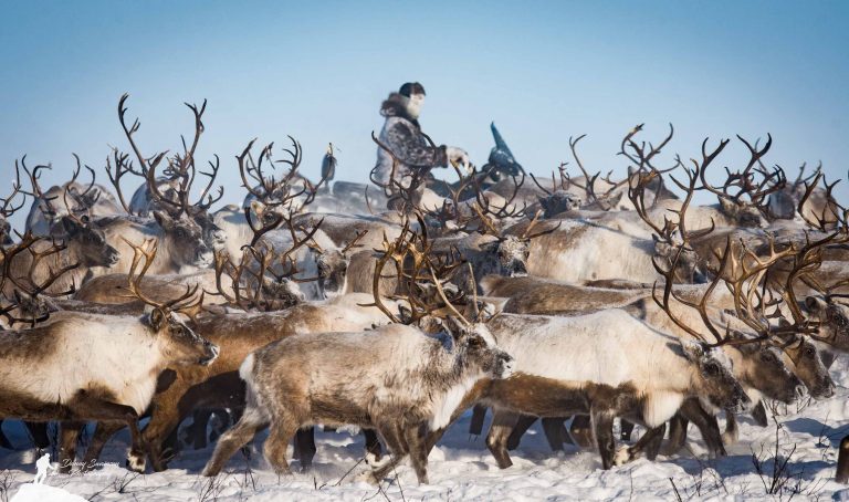 Can travelers help save Canada's only reindeer herd? | Adventure.com