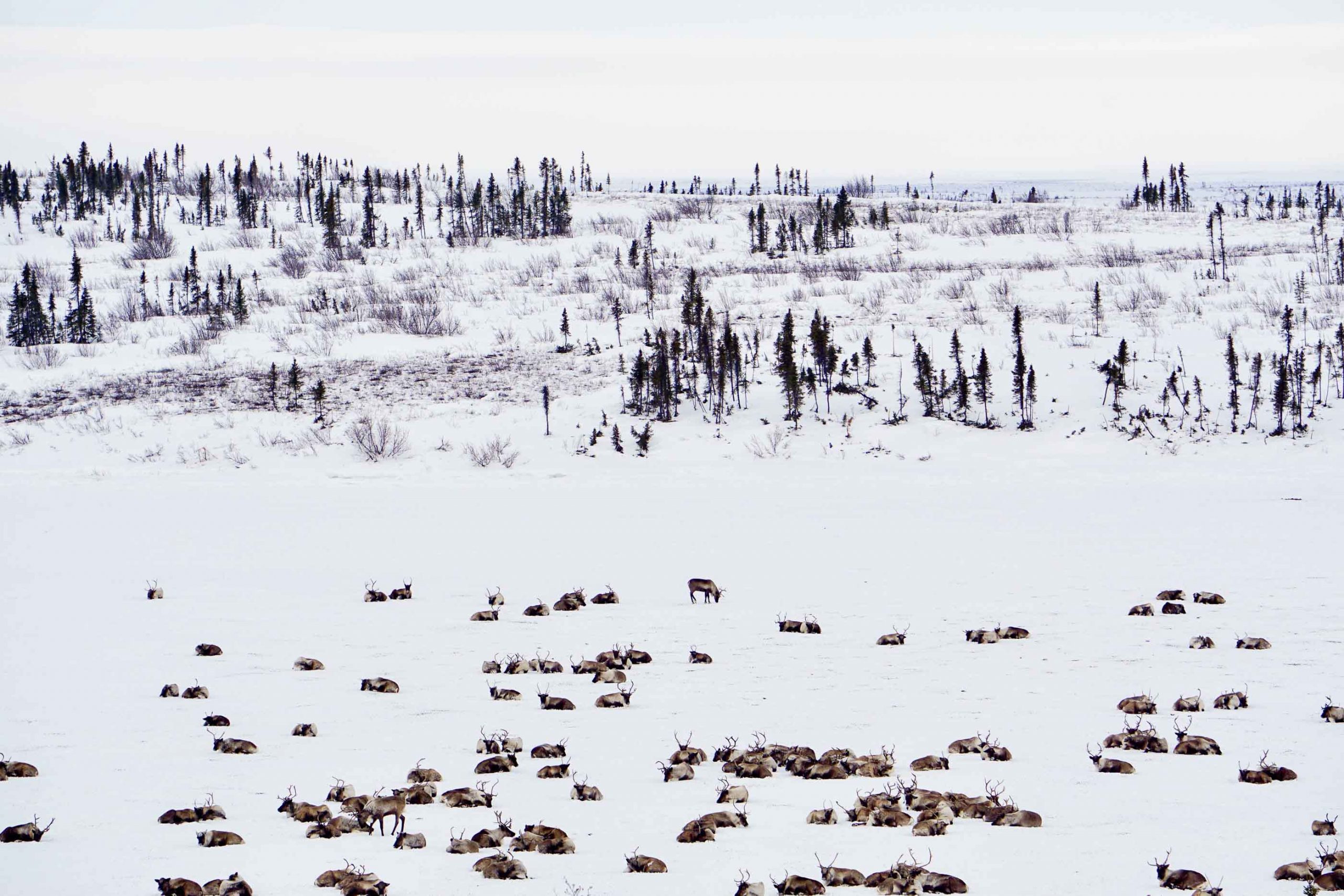 Can travelers help save Canada's only reindeer herd? | Adventure.com