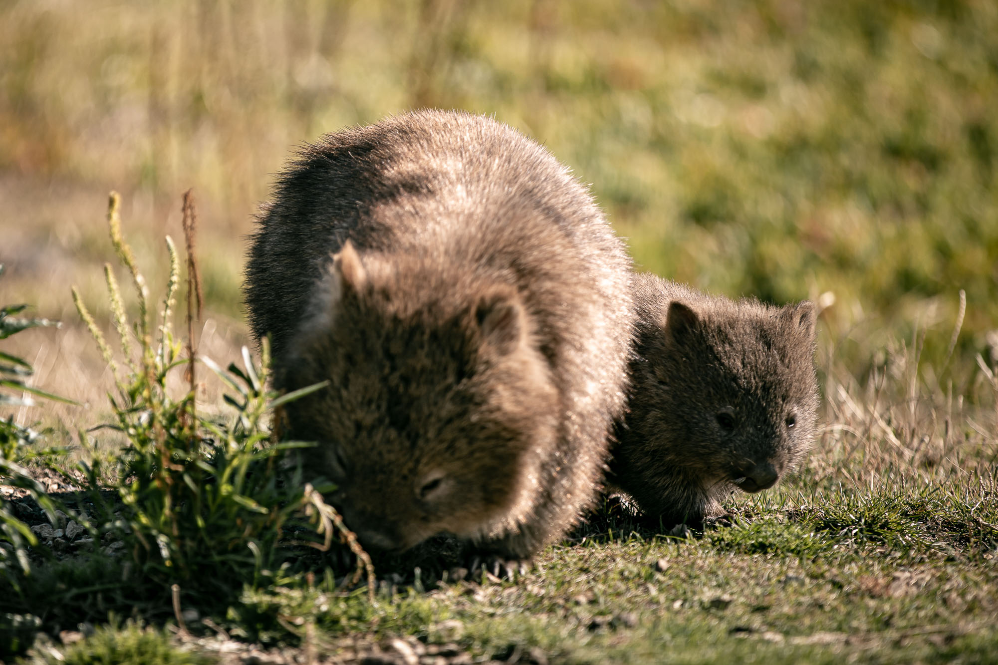 Tasmania's Maria Island: A sustainable eBike adventure | Adventure.com