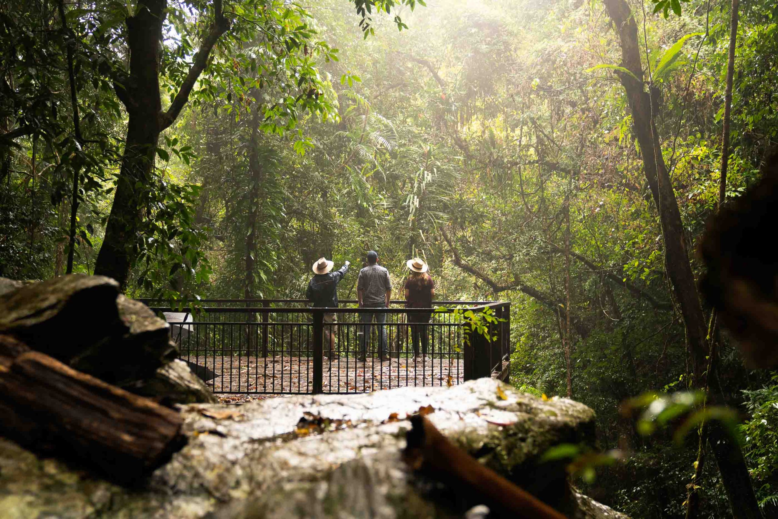 What a trip to the Daintree taught me about life, stress and rainforest ...