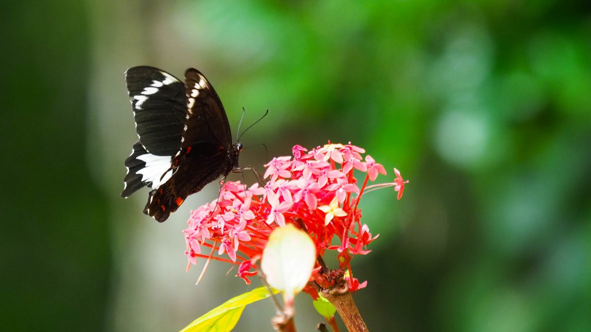 A walk on the wild side: Queensland’s Daintree Rainforest | Adventure.com