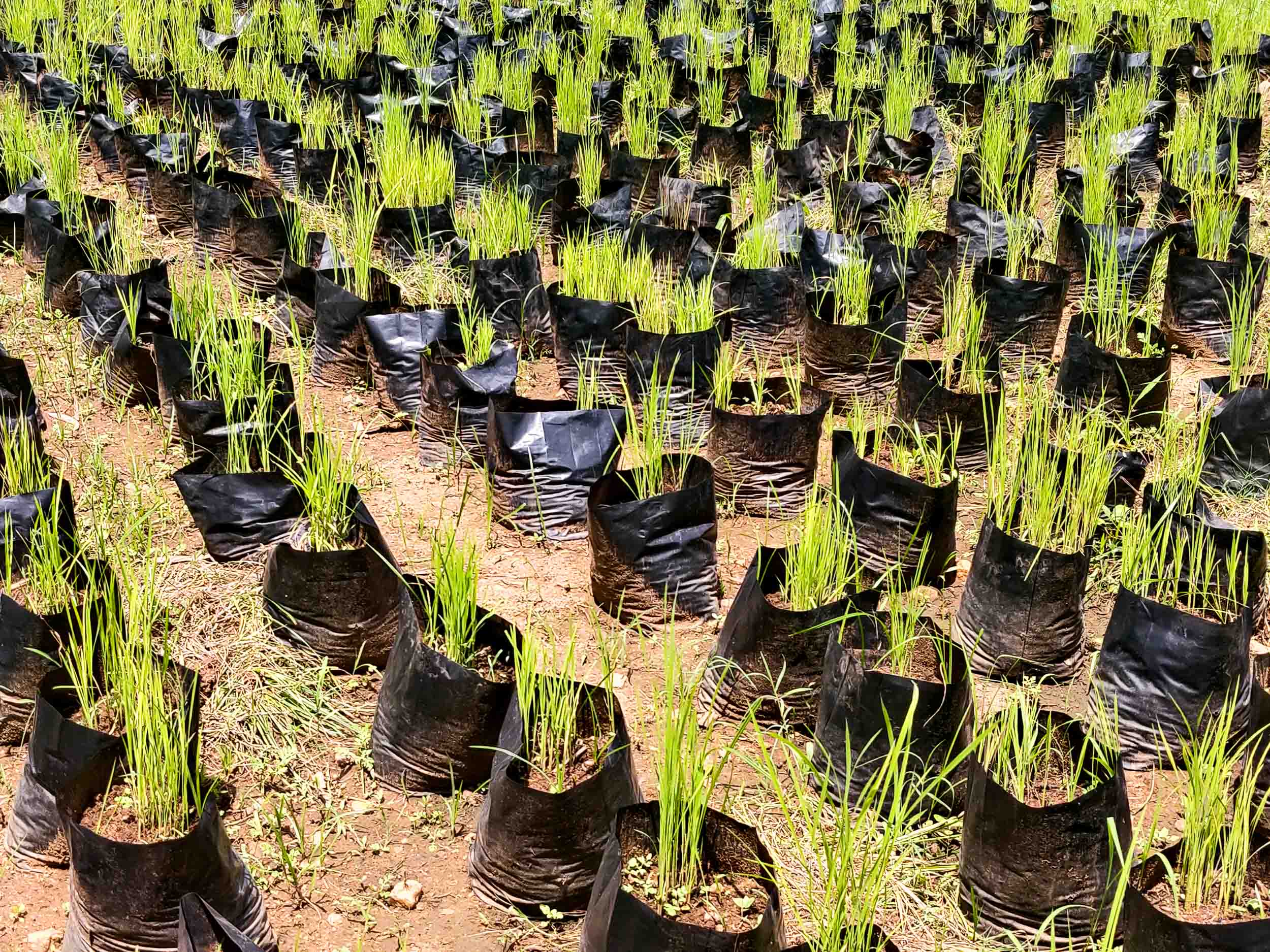 Meet the man behind India's living ‘rice museum’ - Adventure.com