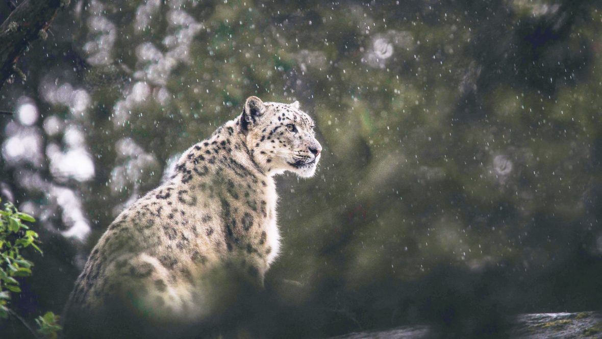Patience makes perfect: How to track a snow leopard | Adventure.com