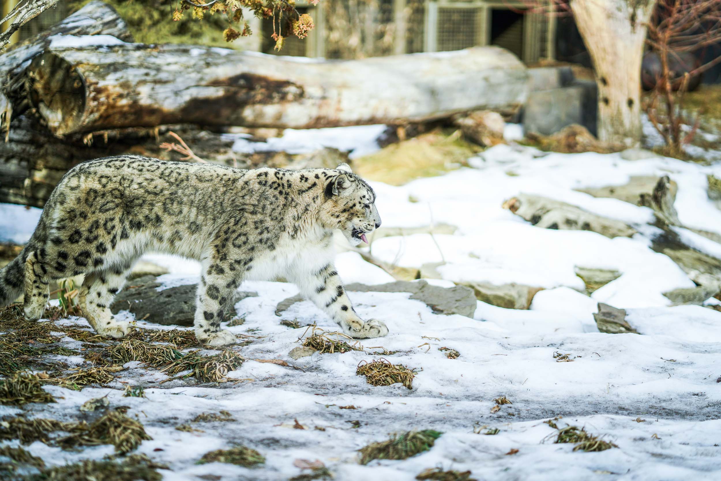 Patience makes perfect: How to track a snow leopard | Adventure.com