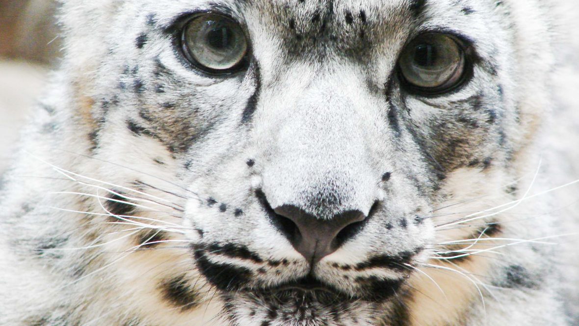 Patience makes perfect: How to track a snow leopard | Adventure.com