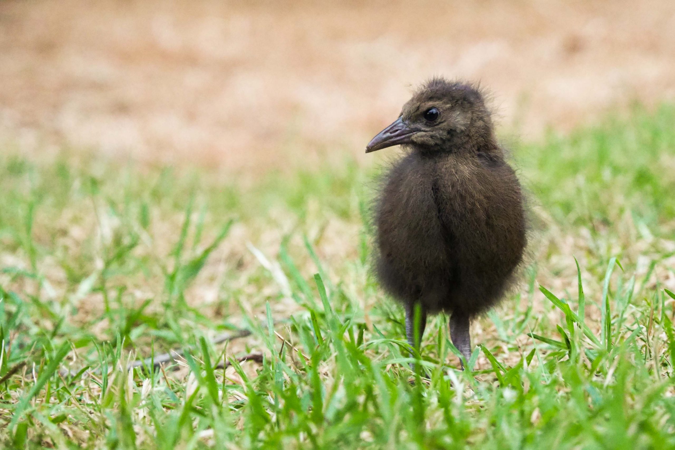 The ecological revival of Australia's Lord Howe Island | Adventure.com