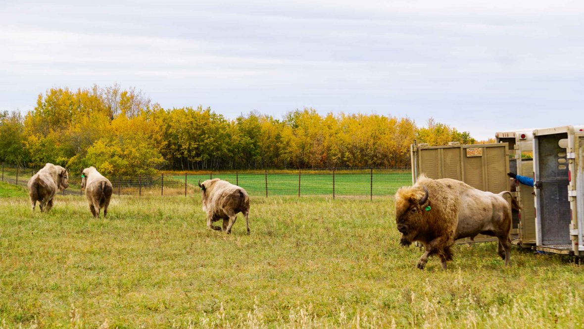 How the bison are helping the Métis Nation restore culture | Adventure.com