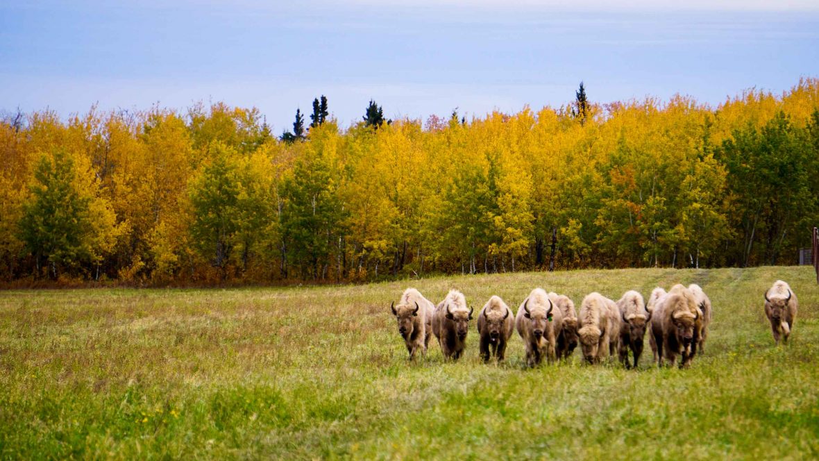 How the bison are helping the Métis Nation restore culture | Adventure.com
