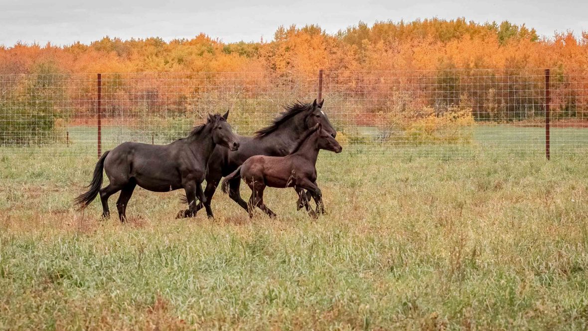 How the bison are helping the Métis Nation restore culture | Adventure.com