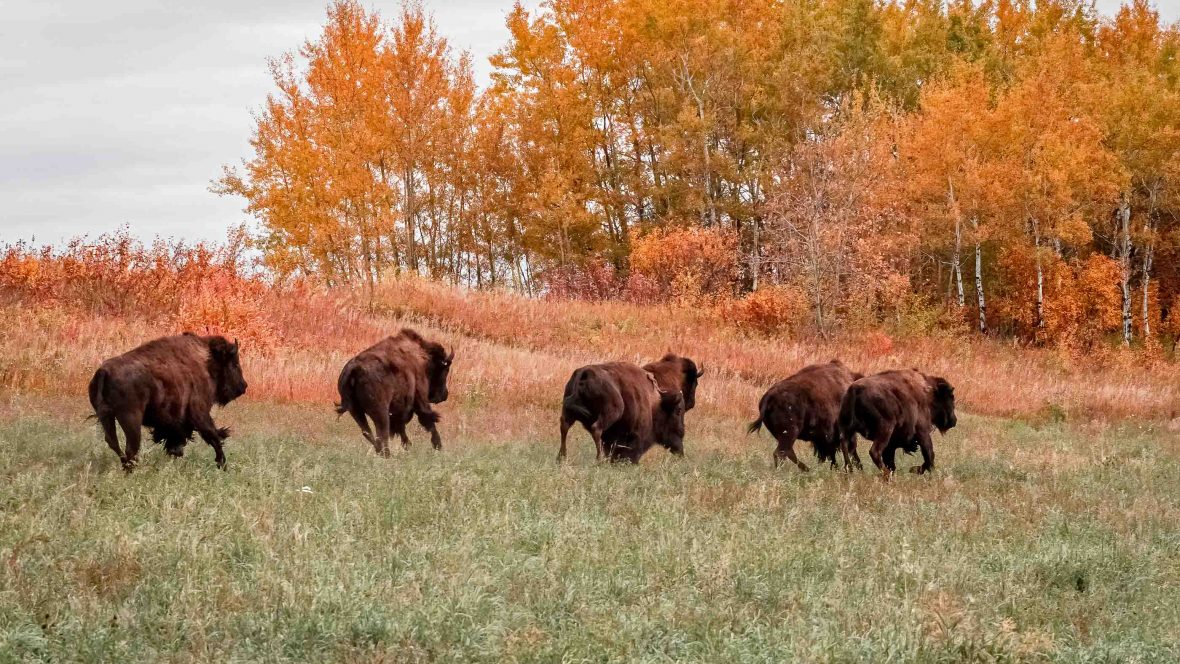 How the bison are helping the Métis Nation restore culture | Adventure.com
