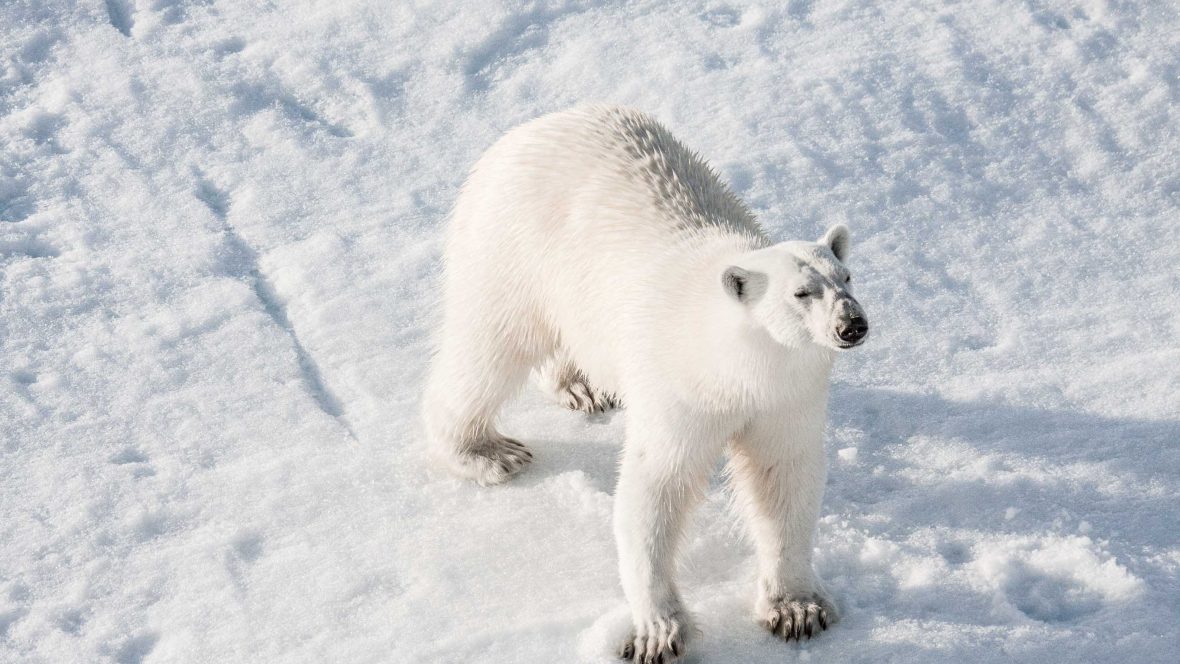 Photographing the Arctic during a climate crisis | Adventure.com