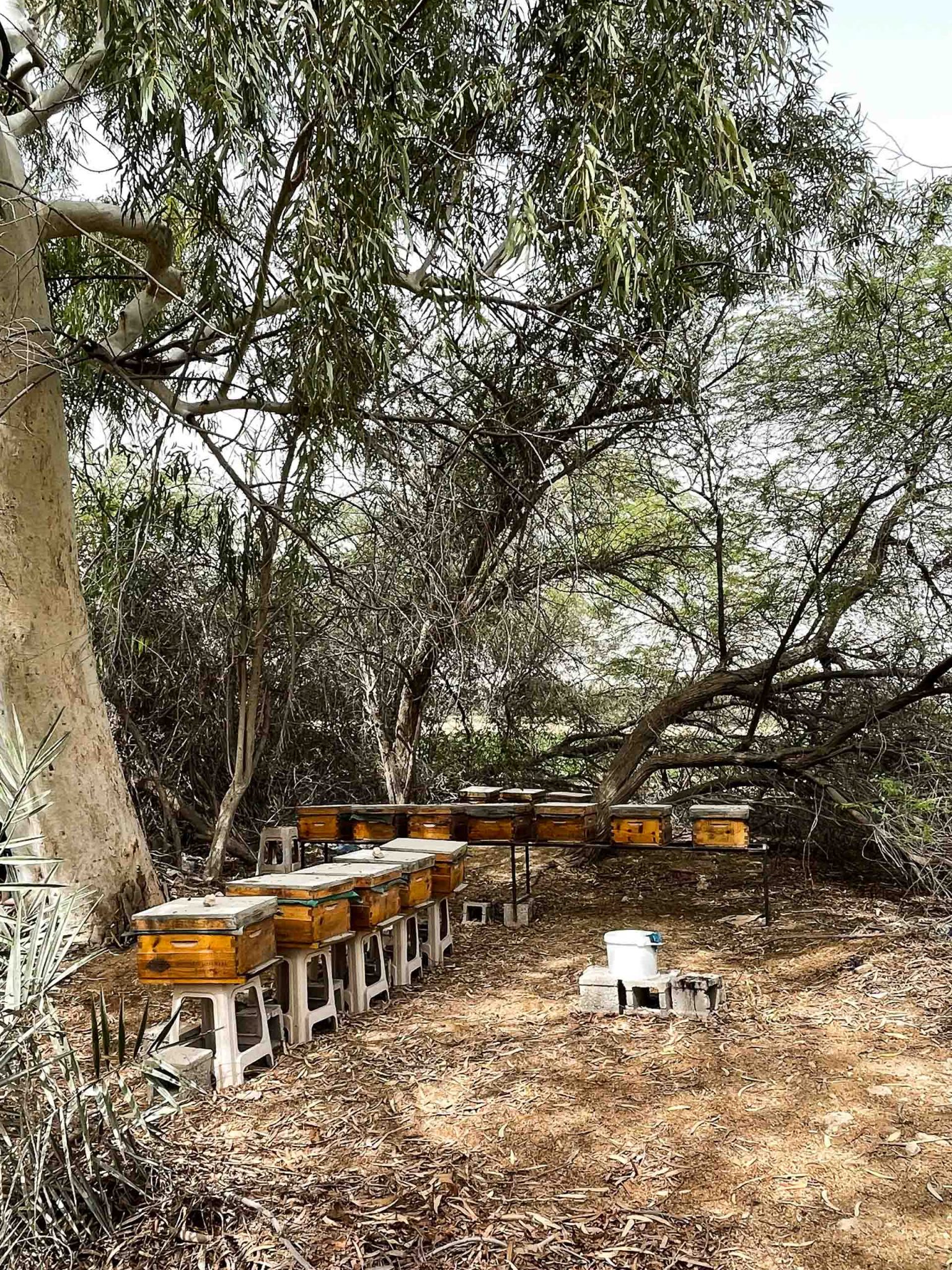 Can you make honey in the desert? This beekeeper can | Adventure.com