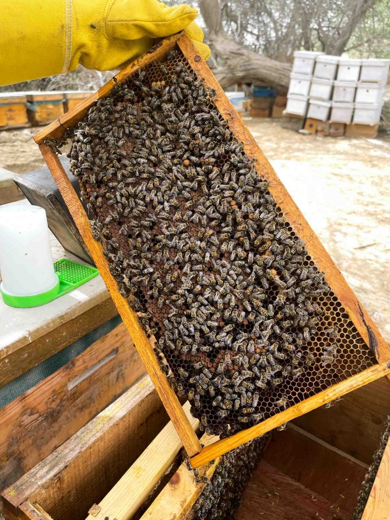 Can you make honey in the desert? This beekeeper can | Adventure.com