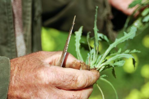 The ancient Cretan sport of foraging for wild greens | Adventure.com
