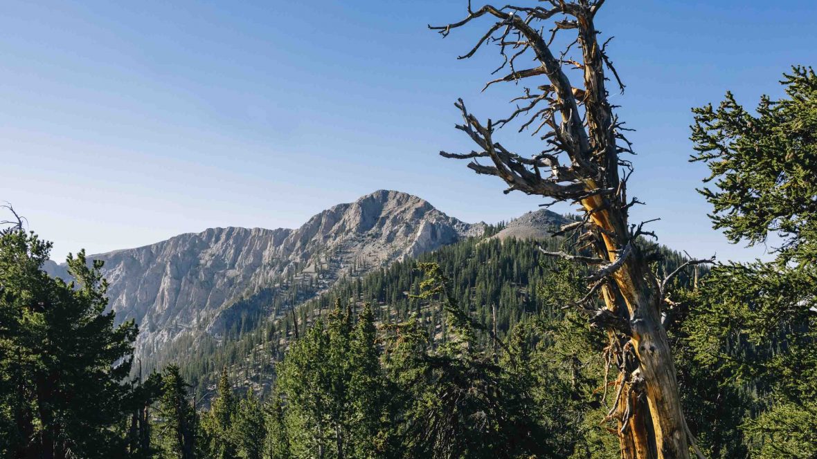What can a 5,000-year-old tree teach us about the future? | Adventure.com