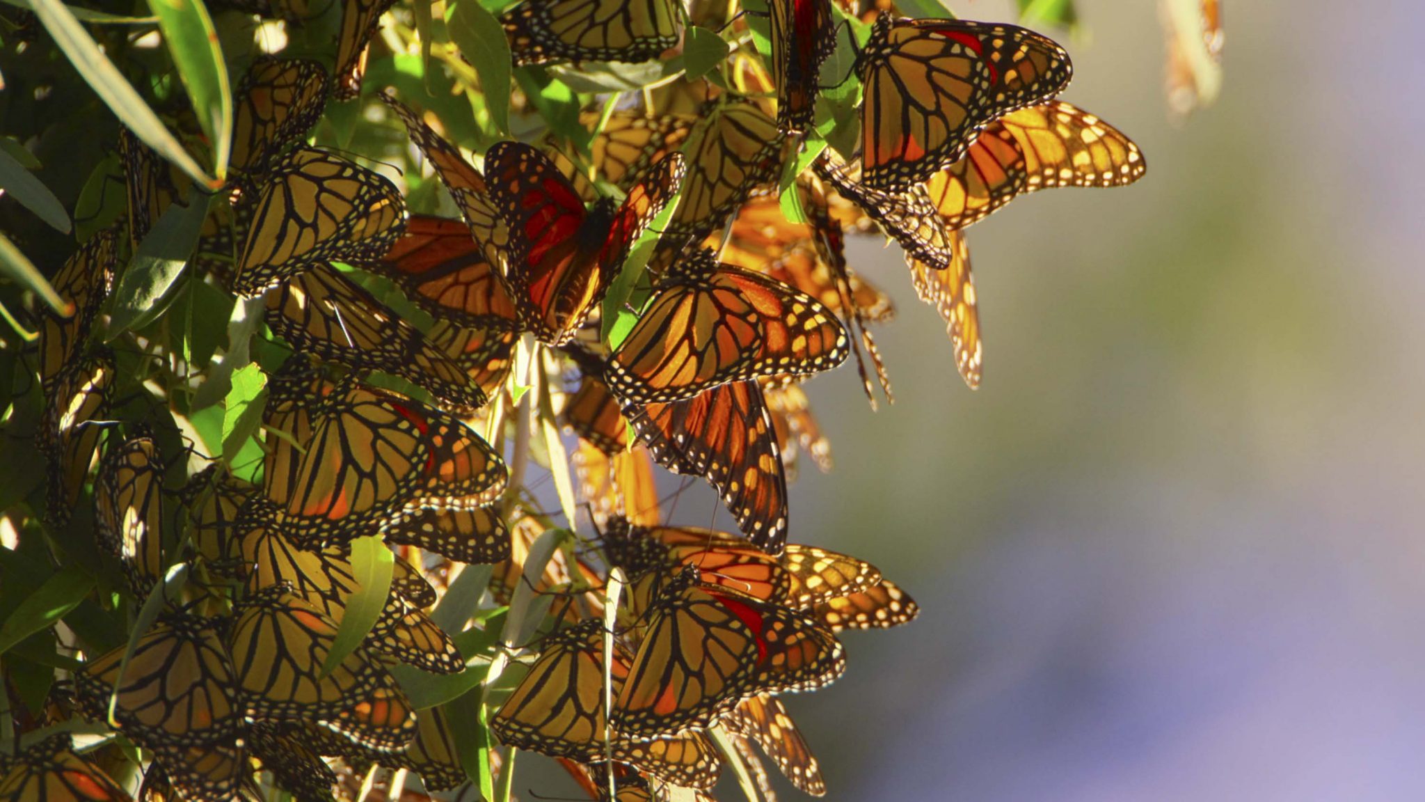 Our Great National Parks and the curious feeling of hope | Adventure.com