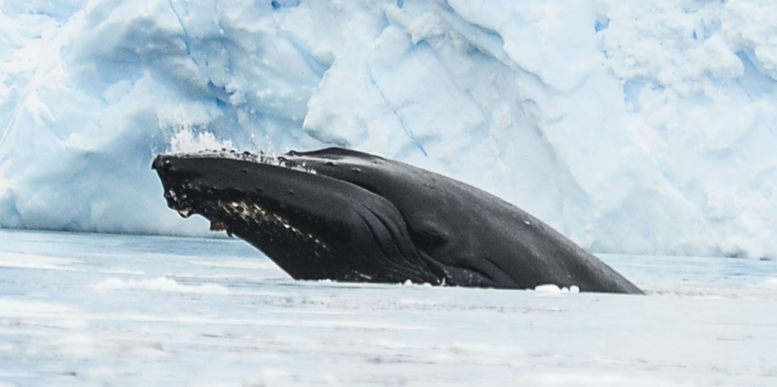 What connects whales, carbon and the climate crisis? | Adventure.com
