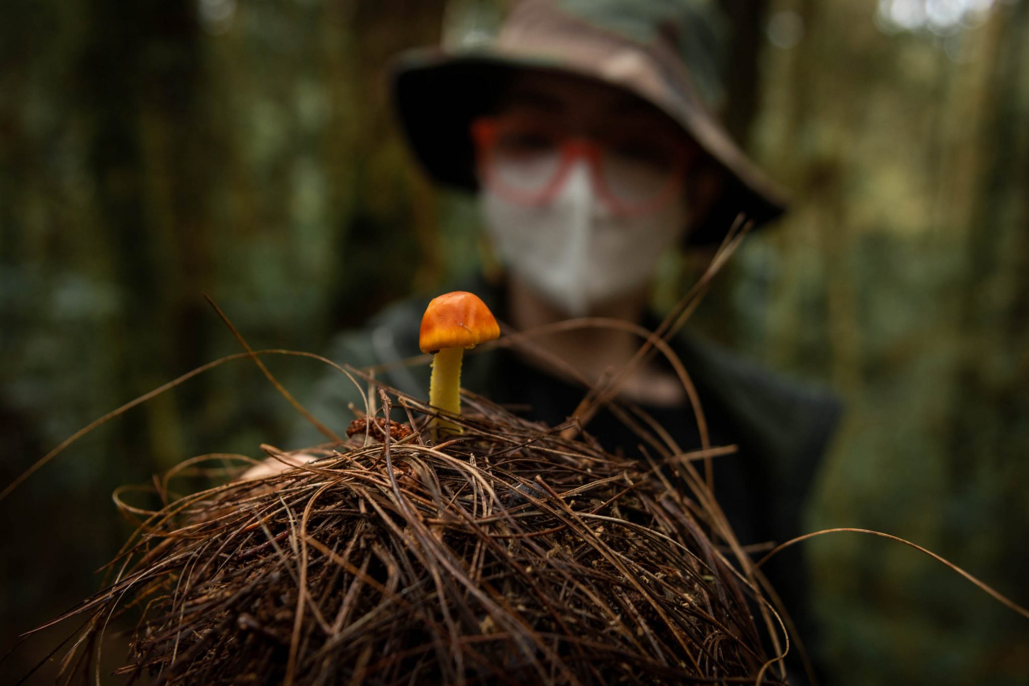 Costa Rica’s newest attraction? Mushrooms | Adventure.com