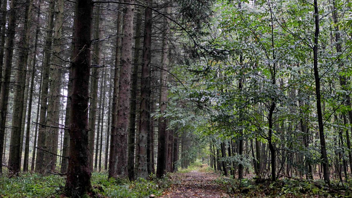 How I fell in love with Germany’s easy-access hiking trails | Adventure.com
