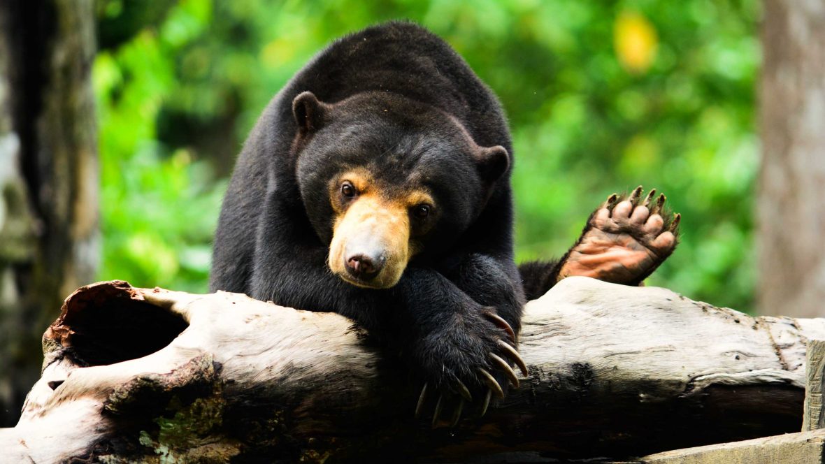 This conservationist wants to save the world’s tiniest bear | Adventure.com